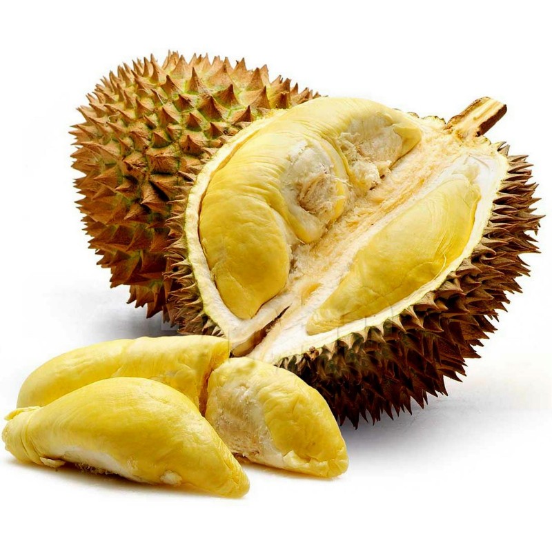 Durian seme "Kralj voca" (Durio zibethinus)