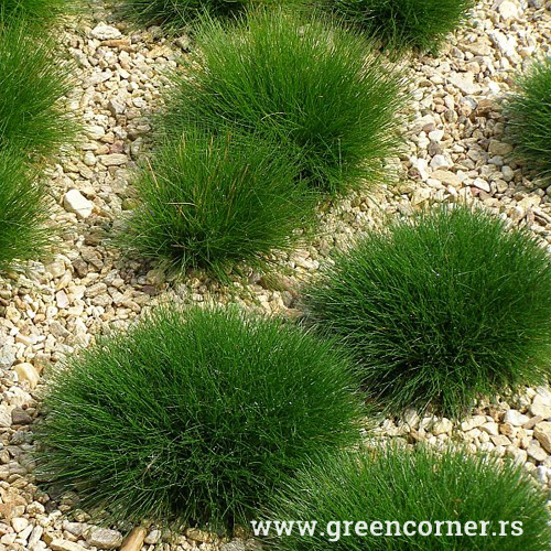 Festuca gautieri