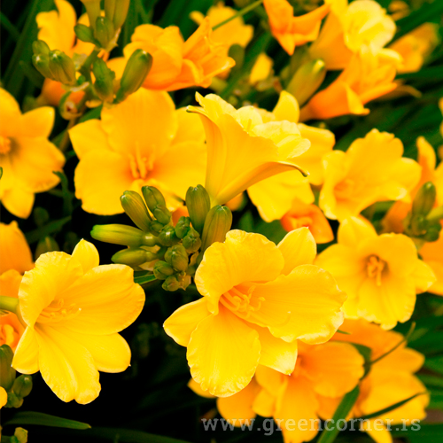 Hemerocallis Mini Strella