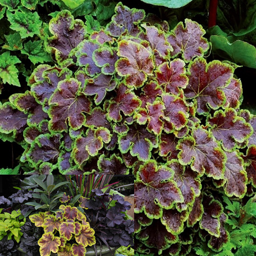 Heuchera Solar Eclipse