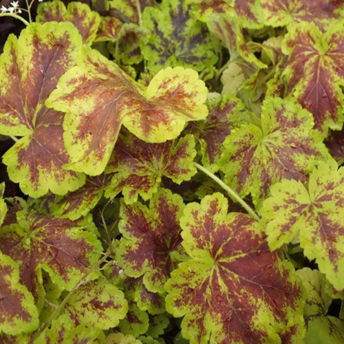 Heuchera Solar Power