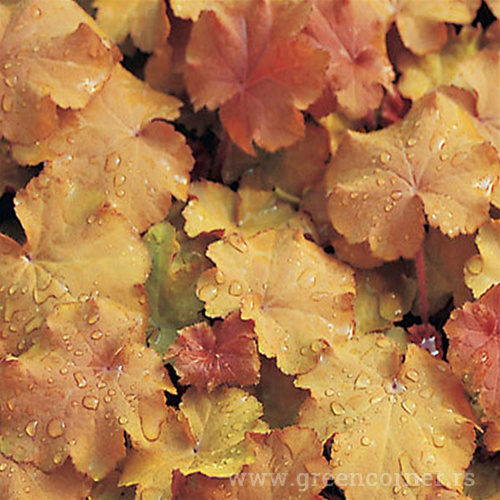 Heuchera x hybrida ’Caramel‘