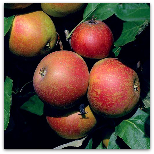 Jabuka crveni Boskop-kožara