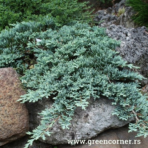 Juniperus Blue Carpet