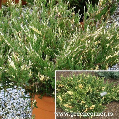 Juniperus horiz Variegata