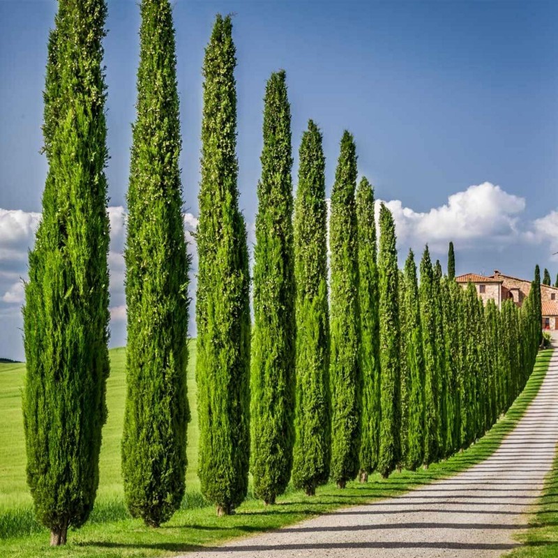 Mediteranski Čempres Seme (Cupressus sempervirens)