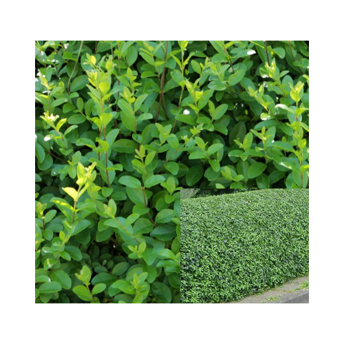 LIGUSTRUM