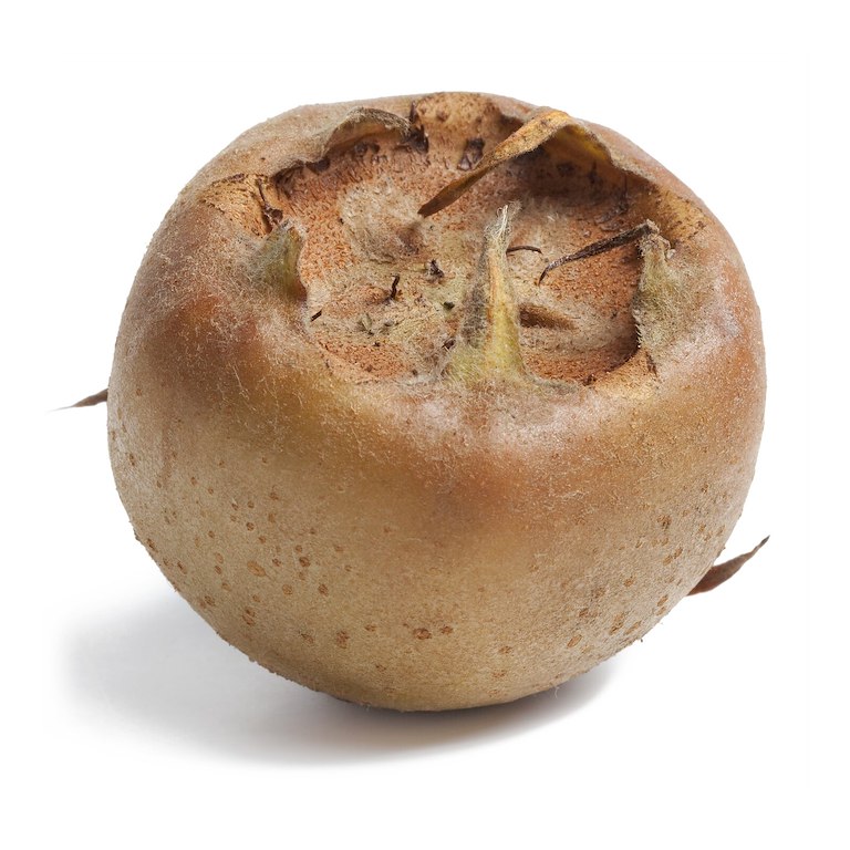 Mušmula domaća