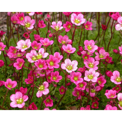 Perena – Saxifraga ar. Bluten.