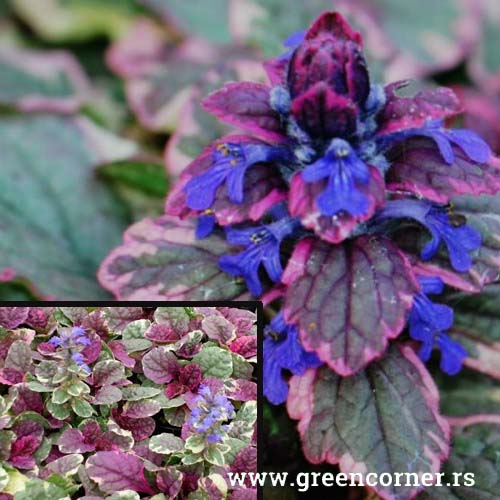 Perena ( Ajuga reptans “Multicolor”)