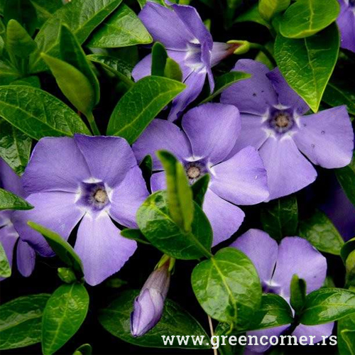 Perena ( Vinca minor)