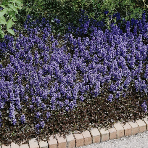 Perena (Ajuga Atropurpurea)