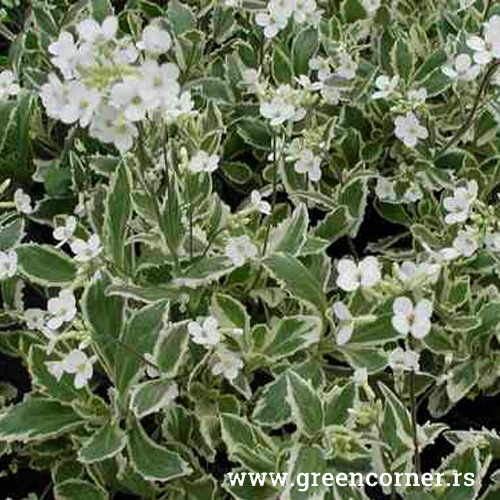 Perena (Arabis caucasica “Variegata)