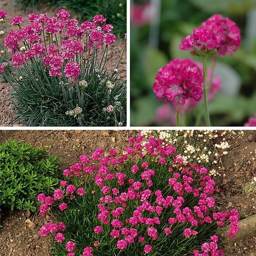 Perena (Armeria ’Splendens‘)