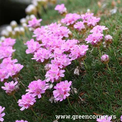 Perena (Armeria juniperifolia)