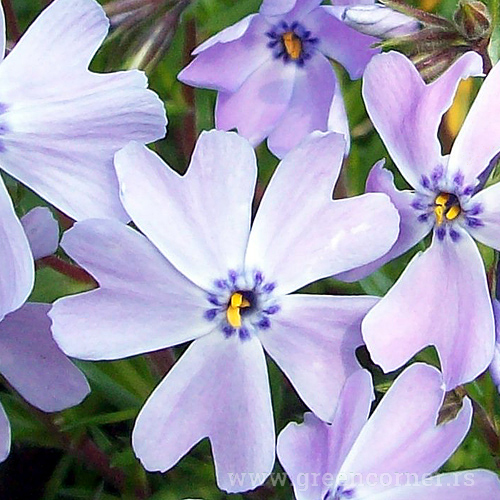 Perena (Phlox subulata ’G.F. Wilson‘)