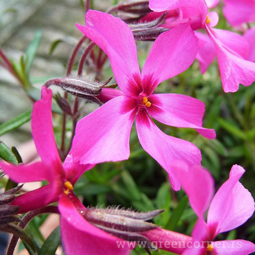 Perena (Phlox subulata ’Moerheimii‘)