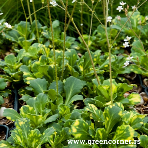 Perena (Saxifraga umbr. variegata)