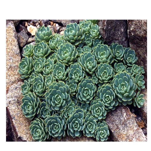 Perena (Sedum pachyclados)