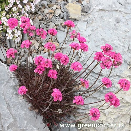 Perene (Armeria rubra)