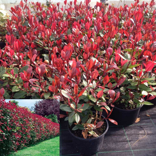 Photinia Litle Red Robin