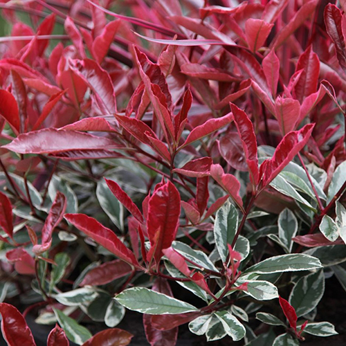 Photinia Pink marble cassini