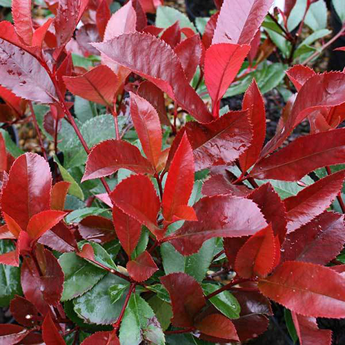 Photinia Red robin