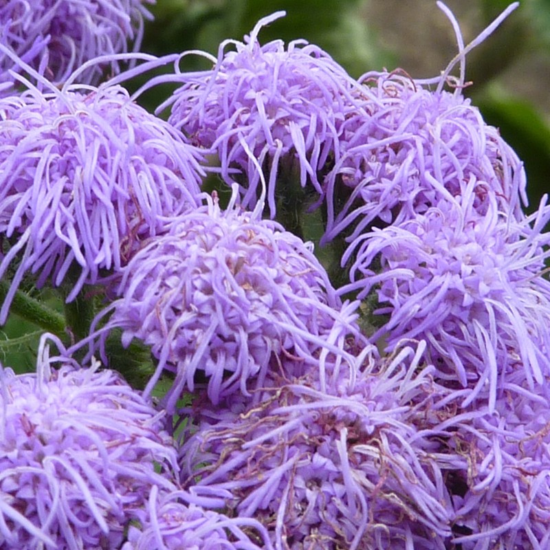 Goruca Ljubav Seme (Ageratum houstonianum)