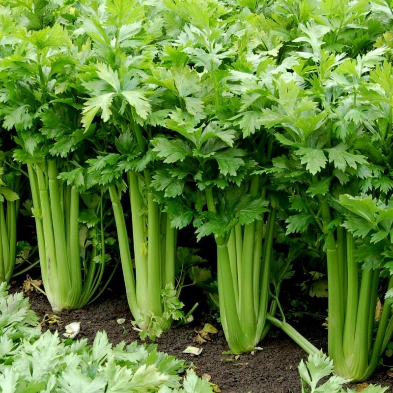 Celer 15.000 Semena ''Utah'' Lekovita Biljka