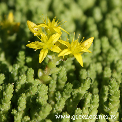 Sedum acre