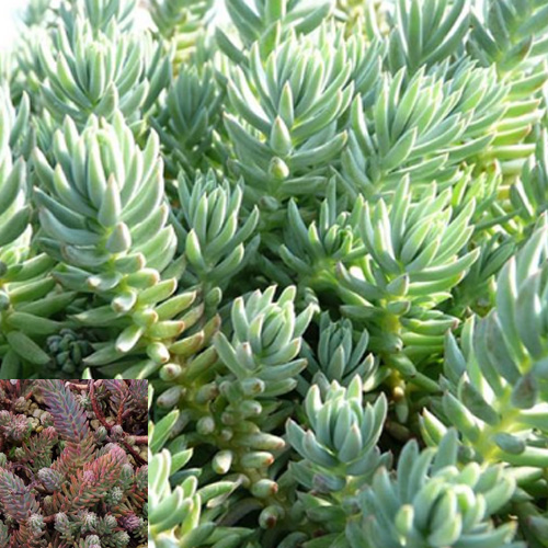 Sedum Blue Magic