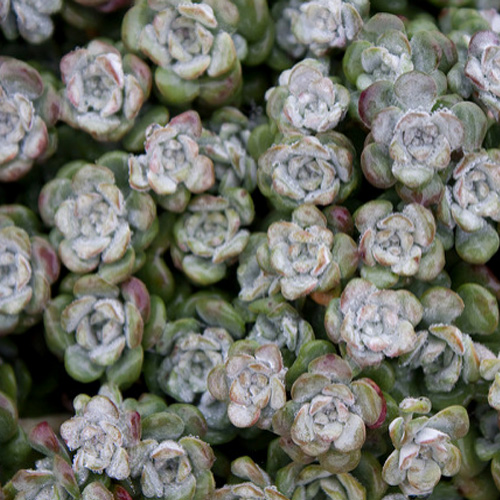 Sedum Cape Blanco