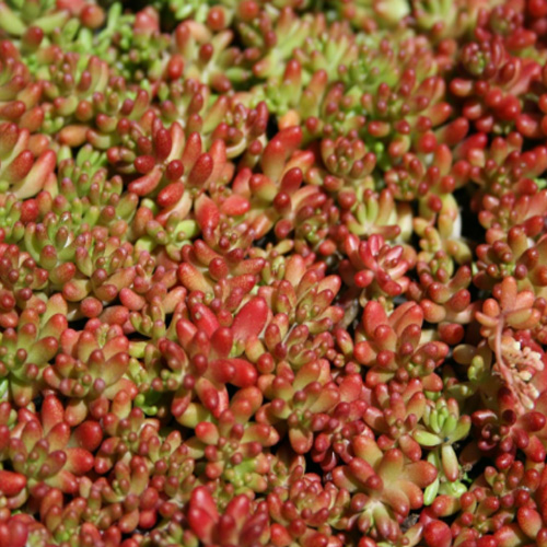Sedum Coral Carpet
