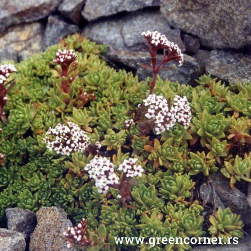 Sedum Crassula setulosa