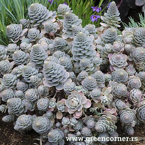 Sedum Orostachys iwarenge