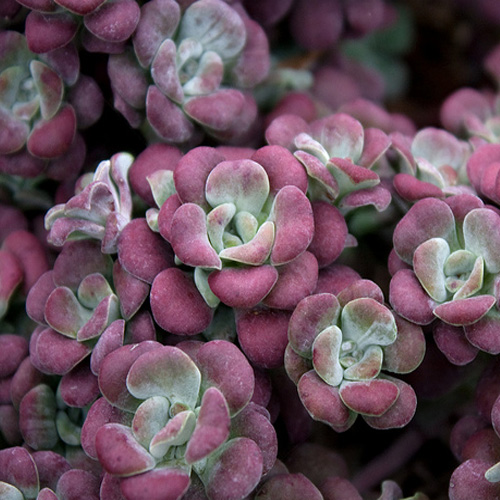 Sedum Purpureum