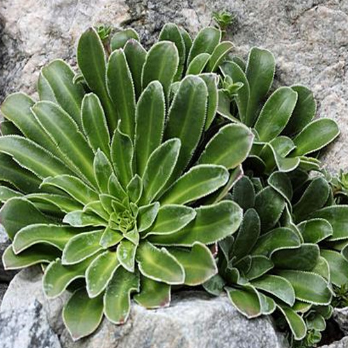 Sedum Saxifraga cotyledon