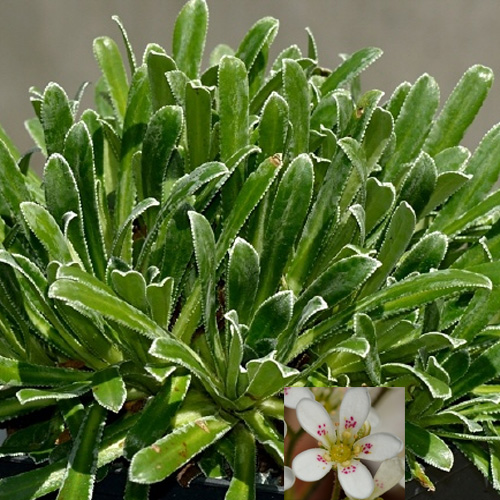 Sedum Saxifraga Silver