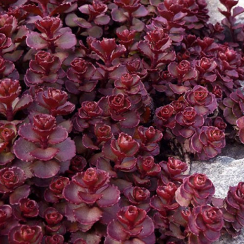 Sedum Voodoo