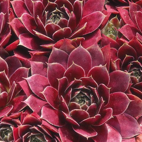 Sempervivum Red Chief