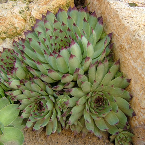 Sempervivum sp – Čuvar kuće