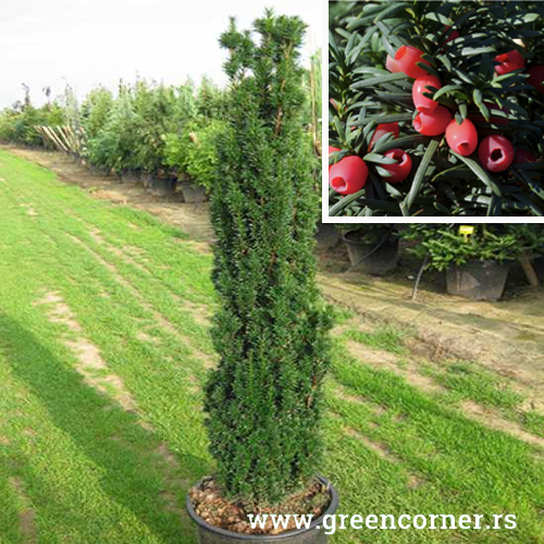 Taxus baccata ‘Fastigiata’ – Stubasta tisa