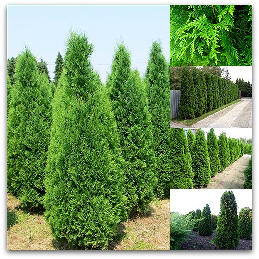 Thuja ‘COLUMNA’ (1,30m)