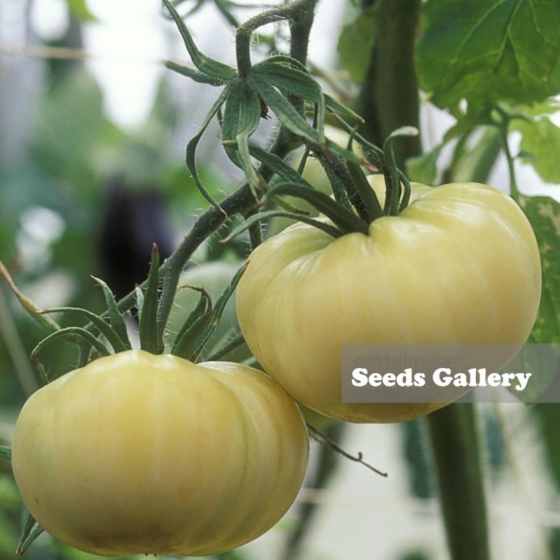 Seme paradajza Belo Cudo (White Wonder)