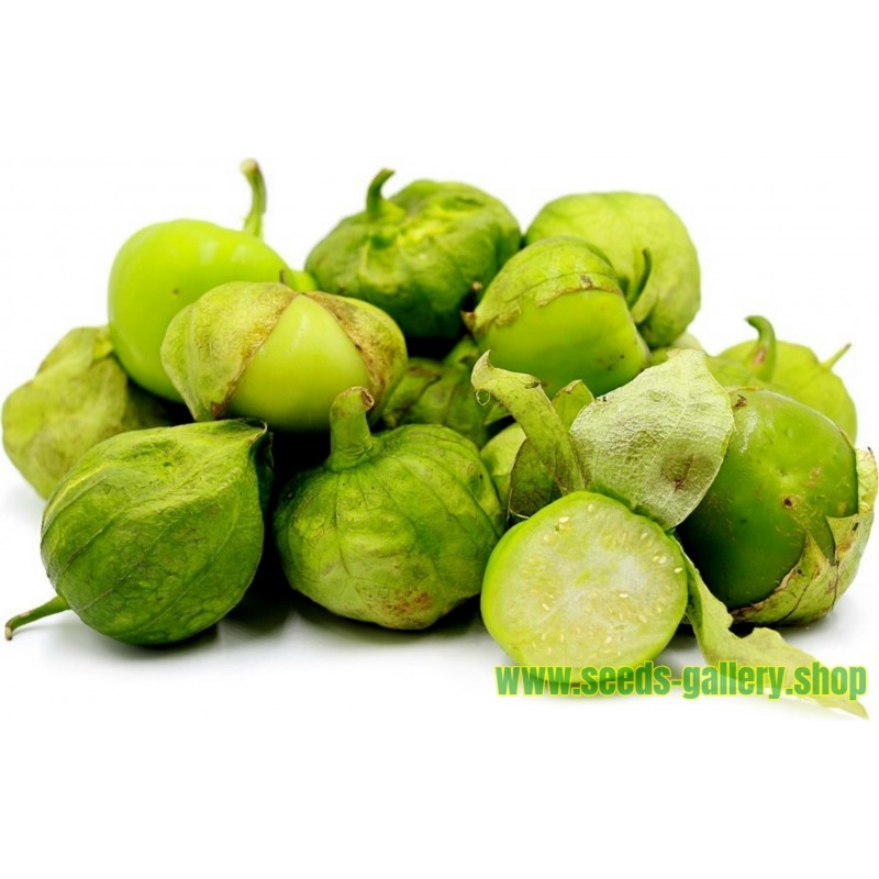 Tomatillo Verde seme (Physalis Ixocarpa)