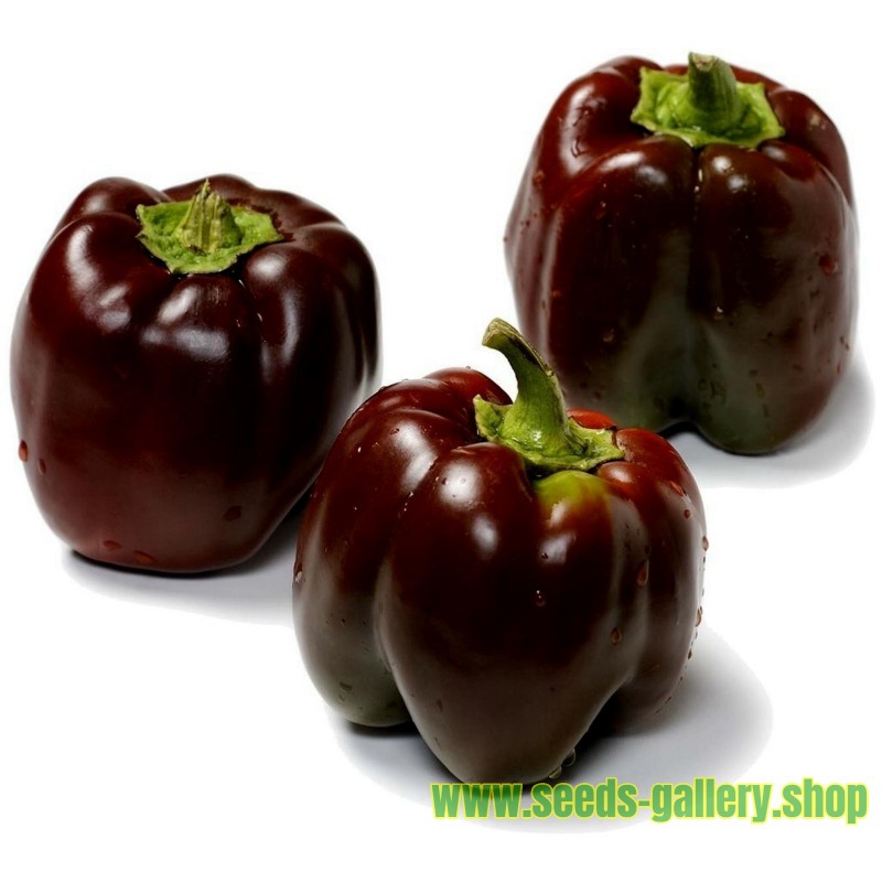 Cokoladna Paprika Babura Seme "Chocolate Beauty"