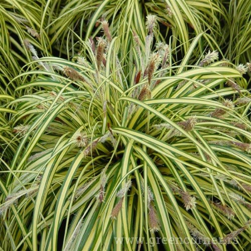Ukrasn trava (Carex oshimensis ’Evergold’) – Šaš