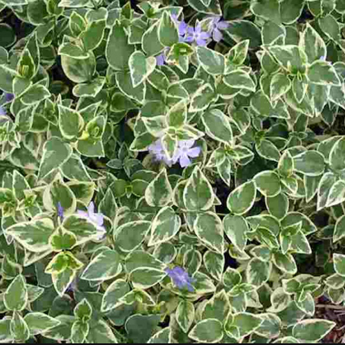 Vinca major ’Variegata‘