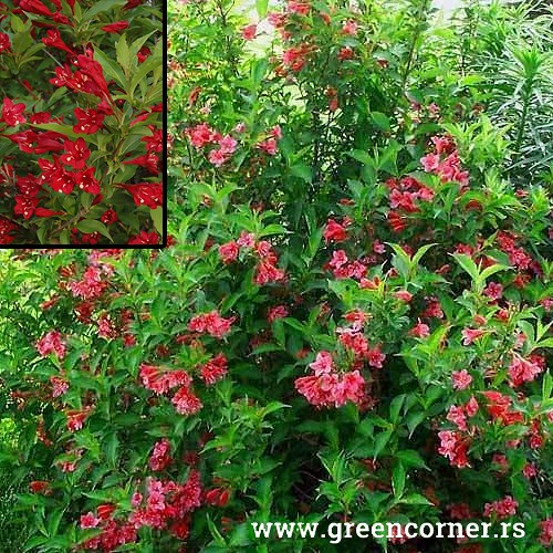 Žbun (Weigela fl. Red Prince ҆)