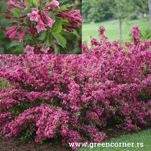 Žbun (Weigela florida) – Veigela